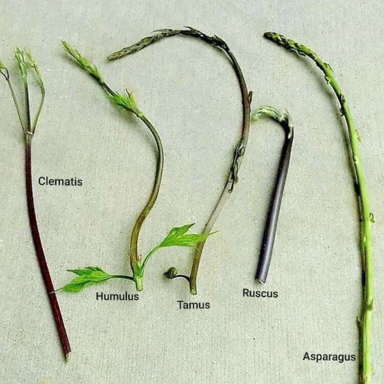 BRUSCANDOLI 🍀 ricette - periodo - riconoscere il luppolo