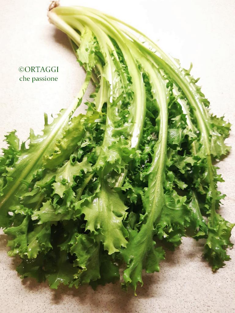 Cicoria selvatica - RICETTE | ORTAGGI che passione