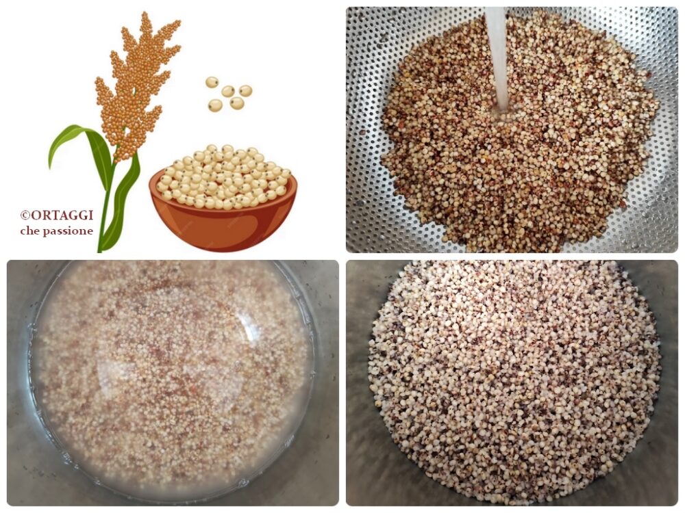 SORGO: cottura facile e ricette | ORTAGGI che passione