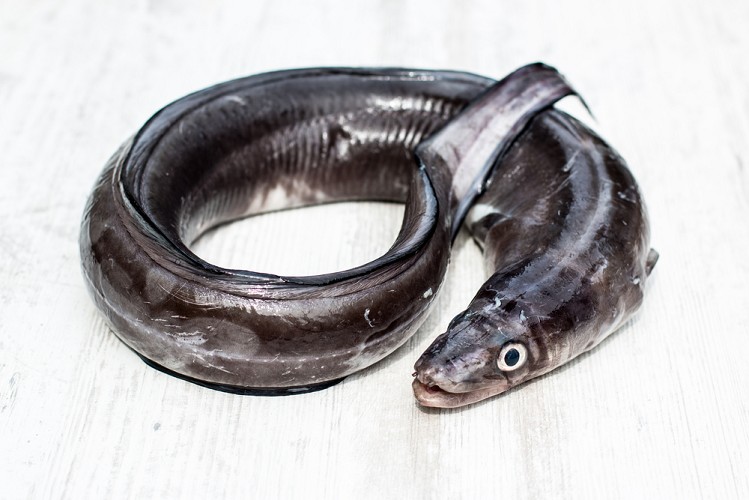 Anguilla e Capitone | Peperoncini & Dintorni