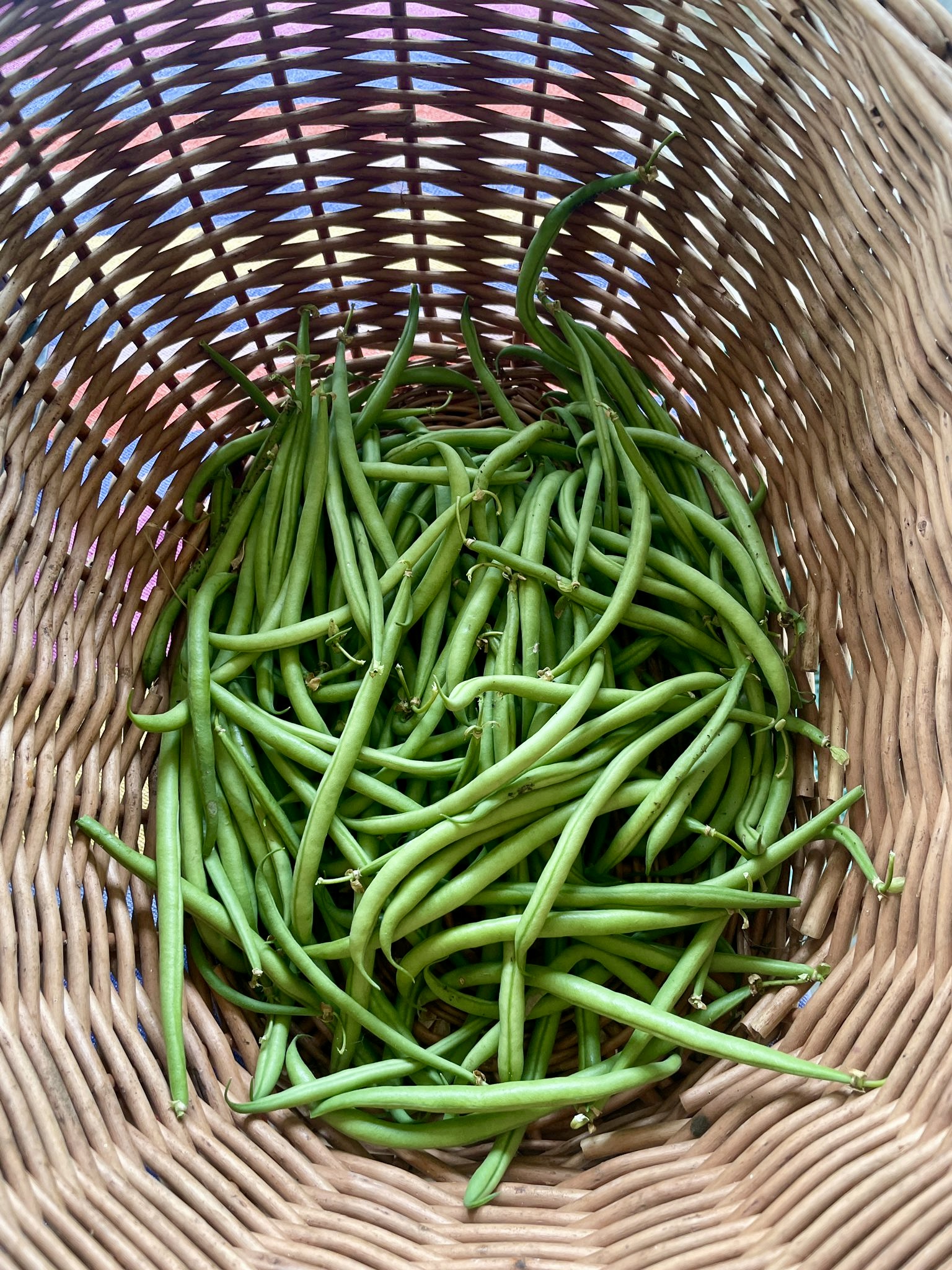 Ricette con i fagiolini: piatti della tradizione ligure