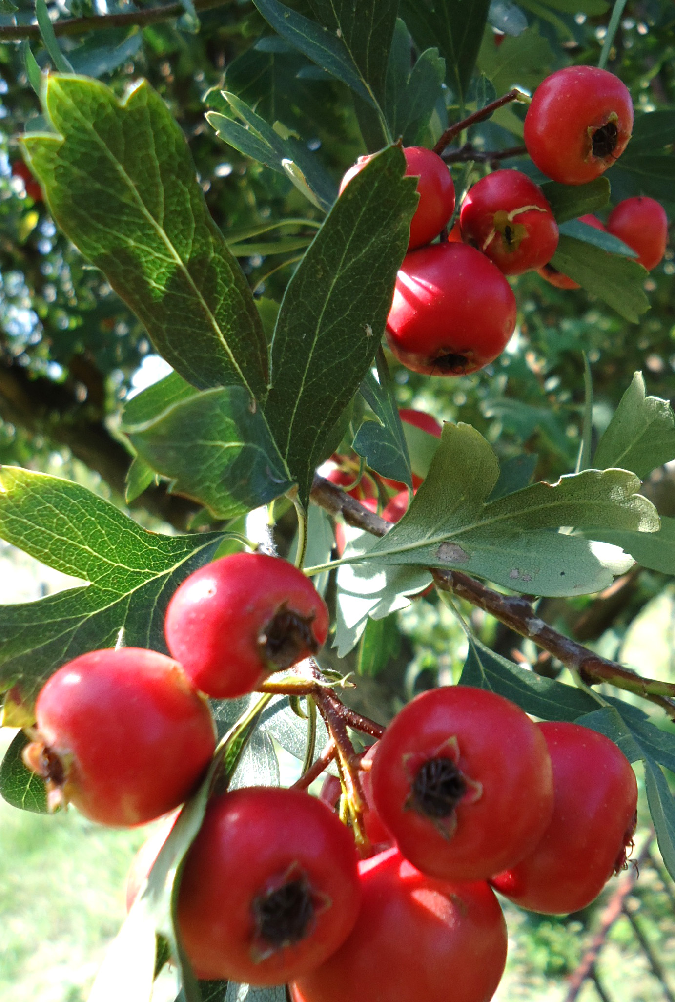 Azzeruolo, azzeruole - proprietà e ricette | Ricette di campagna