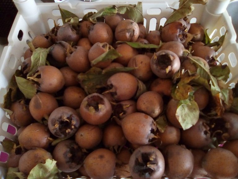 Marmellata di nespole invernali - 1 Frutto 1000 Benefici • Sale & Zucchero